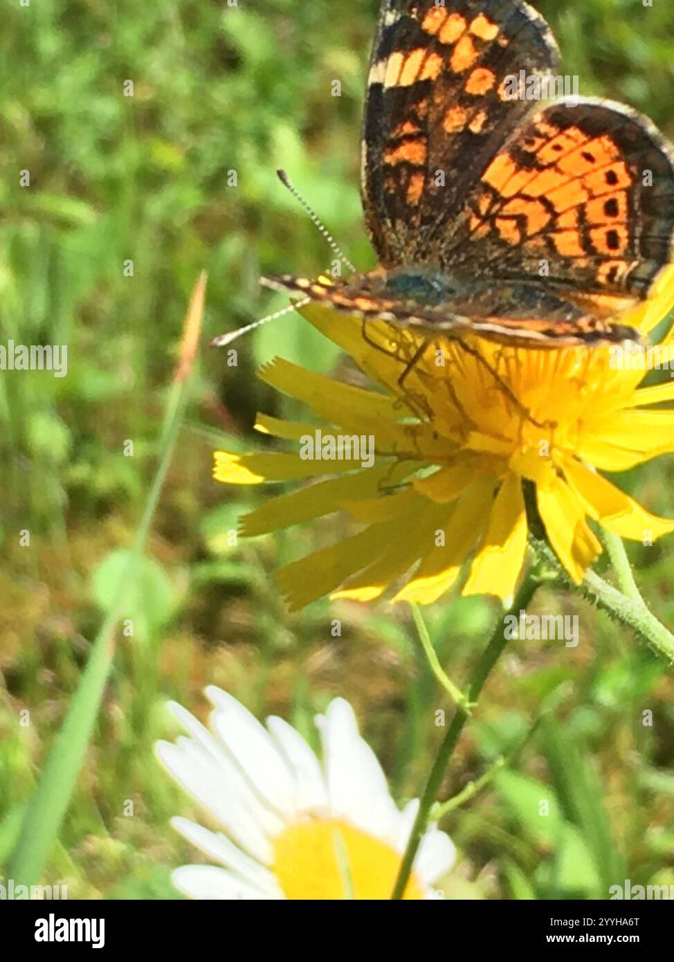 Northern Crescent (Phyciodes cocyta Stock Photo - Alamy