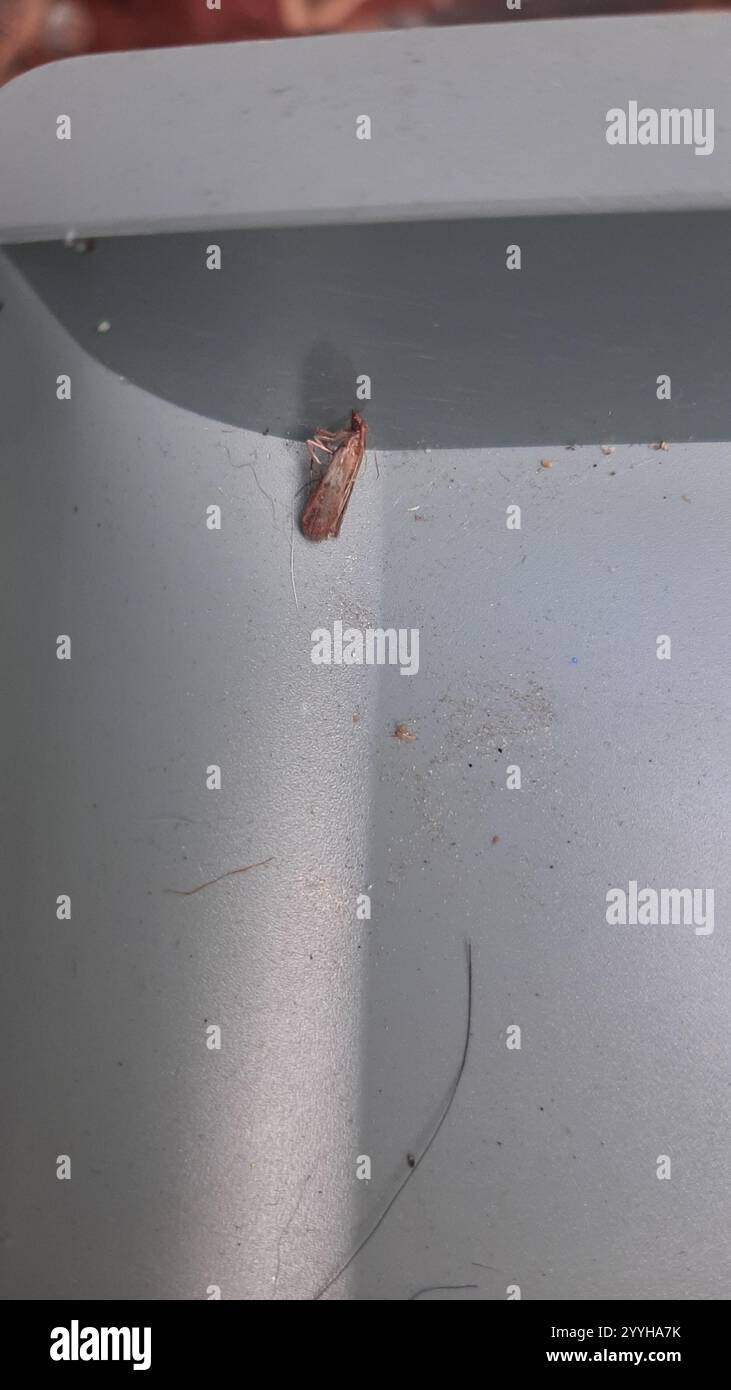 Palmerworm hi-res stock photography and images - Alamy