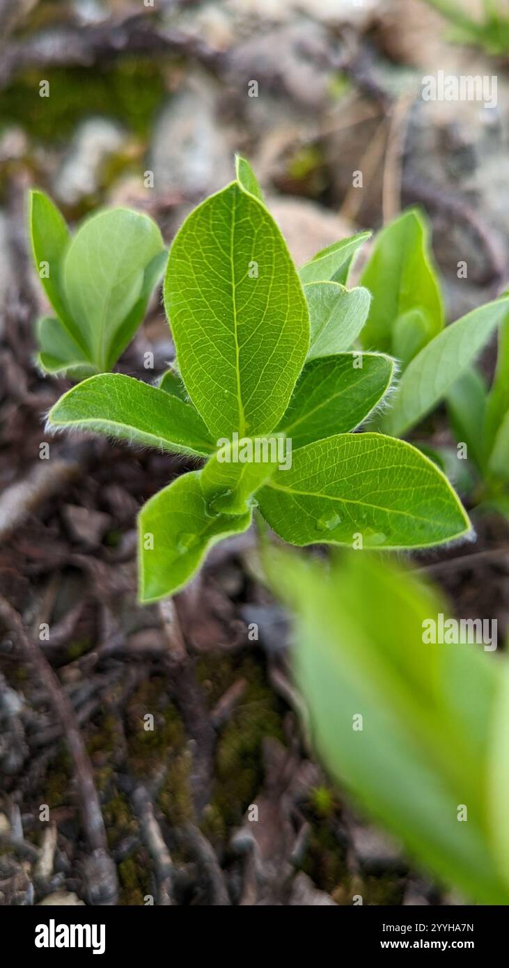 arctic willow (Salix arctica Stock Photo - Alamy