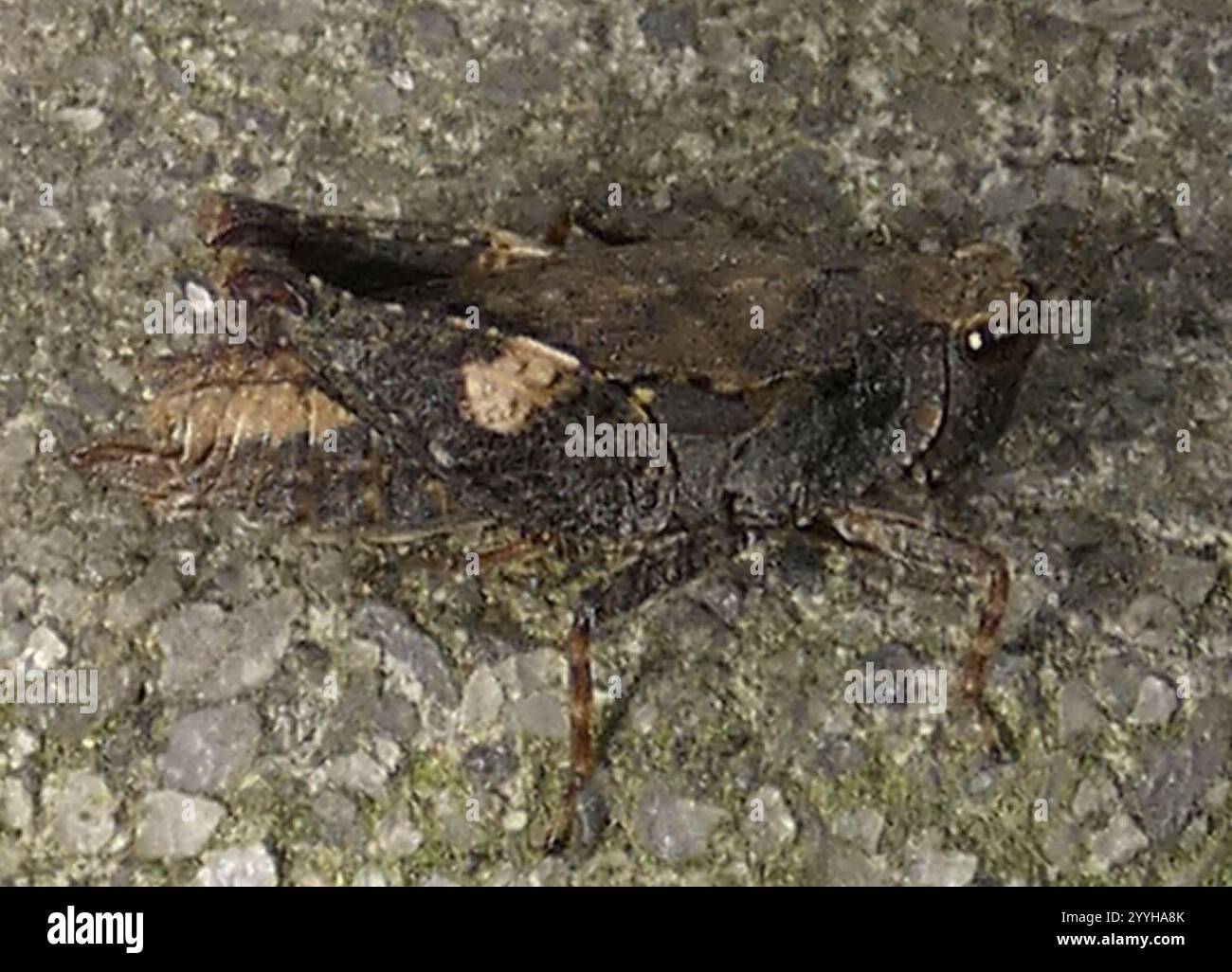 Black-sided Pygmy Grasshopper (Tettigidea lateralis Stock Photo - Alamy