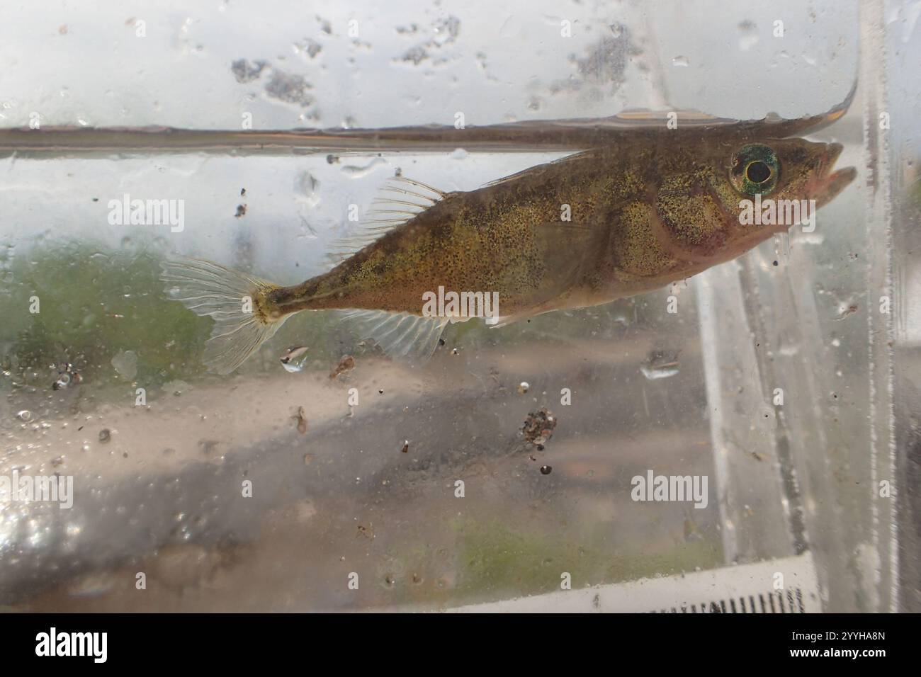 Threespine Stickleback (Gasterosteus aculeatus Stock Photo - Alamy