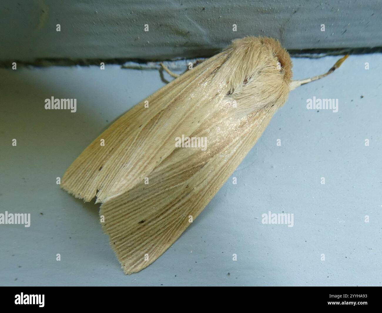 Lesser Wainscot (Mythimna oxygala Stock Photo - Alamy