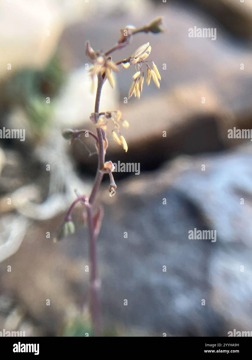 Alpine Meadow-rue (Thalictrum alpinum Stock Photo - Alamy
