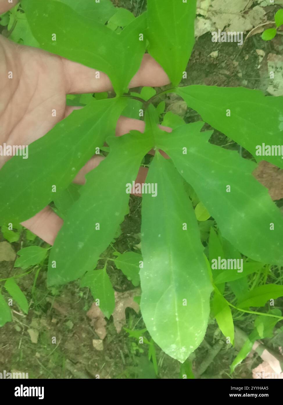 three-leaved rattlesnake root (Nabalus trifoliolatus Stock Photo - Alamy