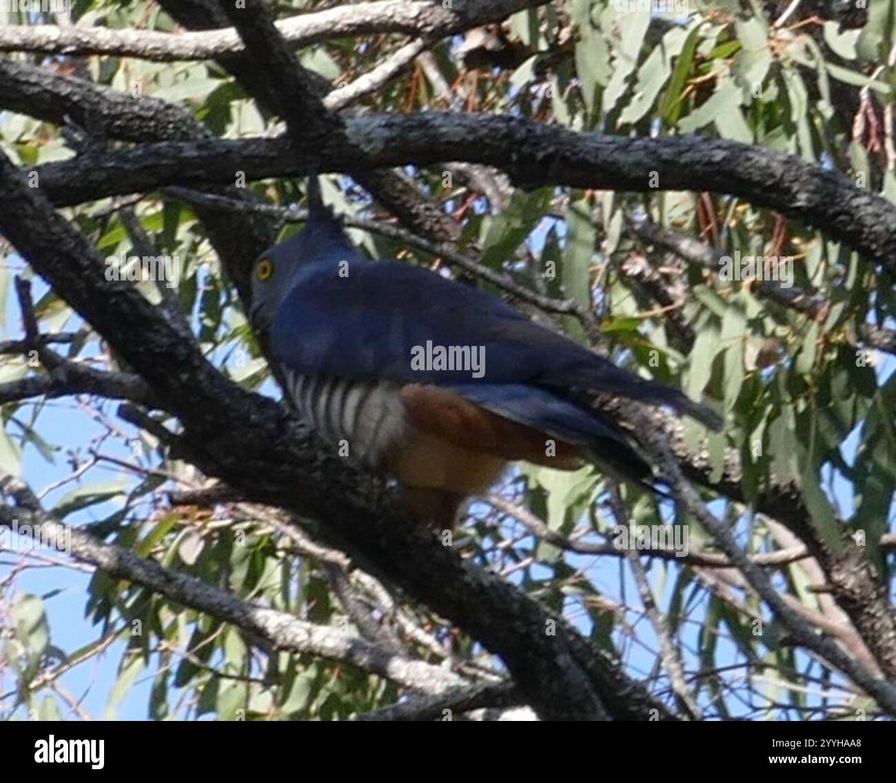 Baza subcristata hi-res stock photography and images - Alamy