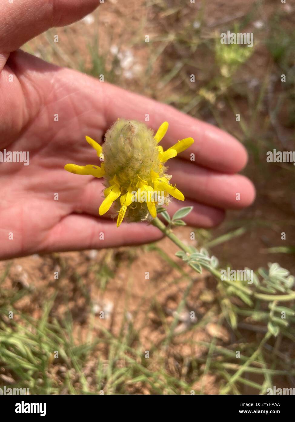 Dalea aurea hi-res stock photography and images - Alamy