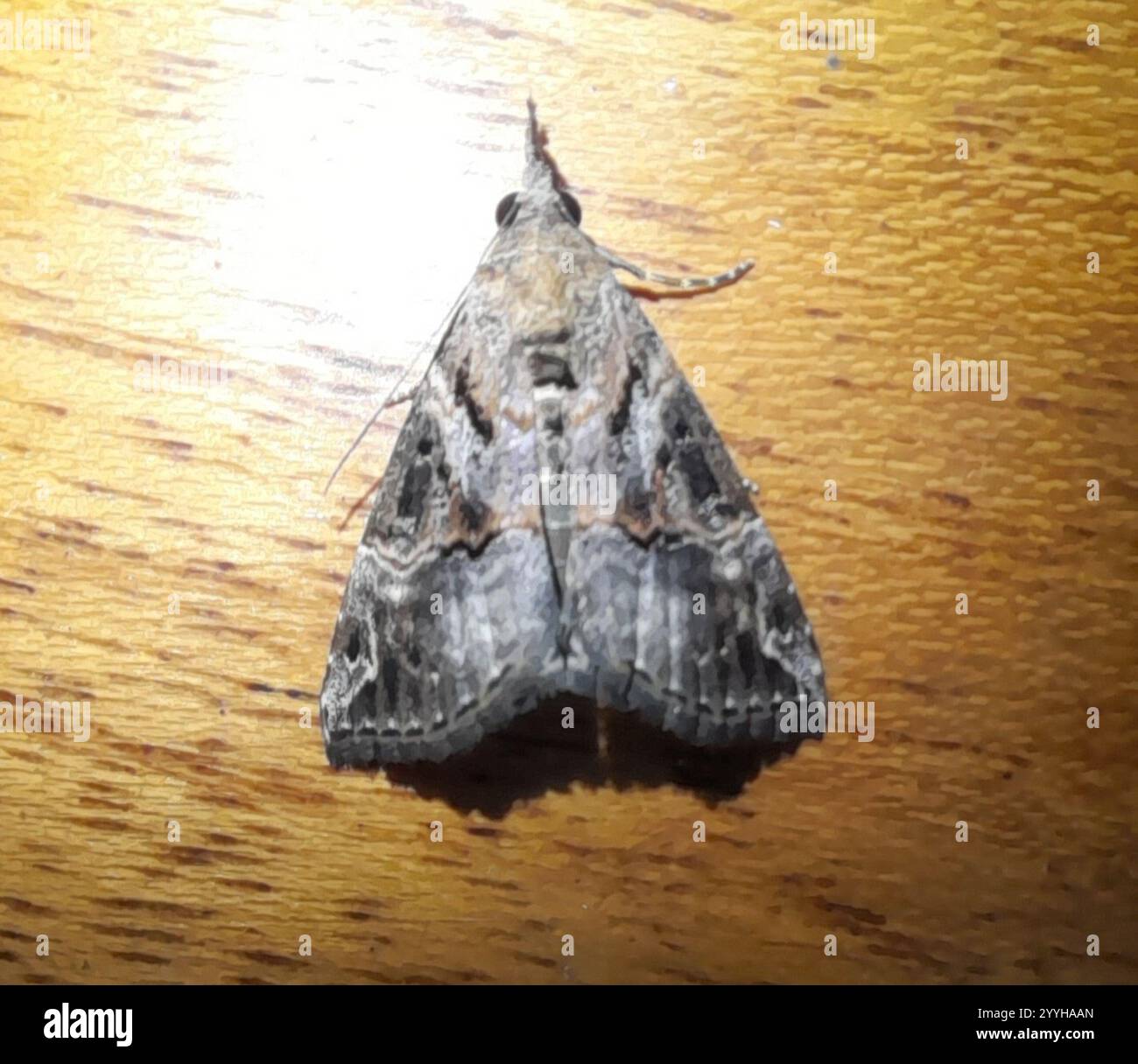 Lantana Defoliator (Hypena laceratalis Stock Photo - Alamy