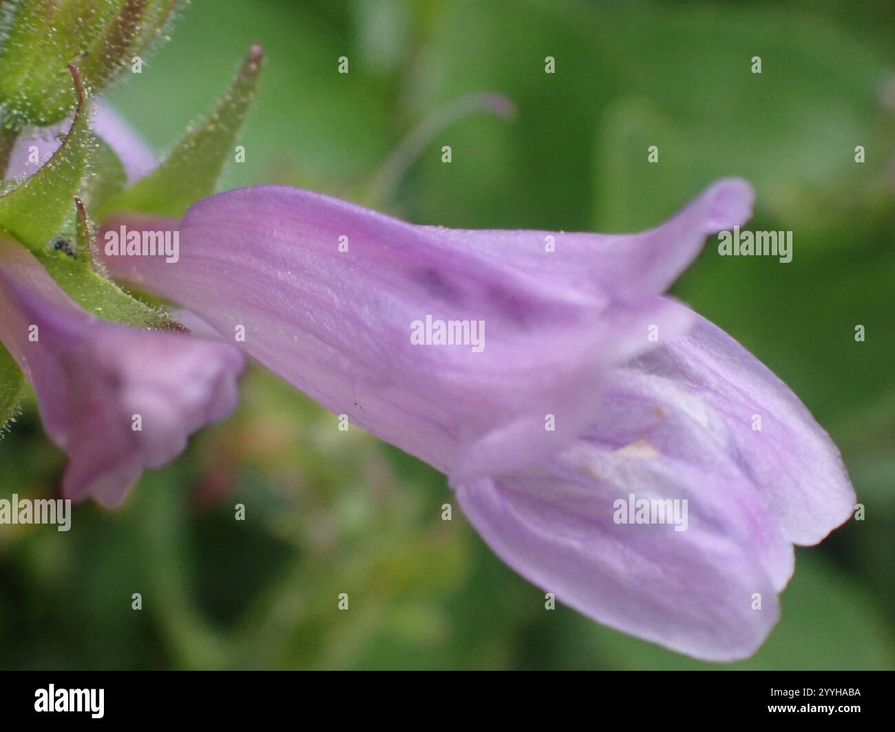 Eggleaf Beardtongue (Penstemon ellipticus Stock Photo - Alamy