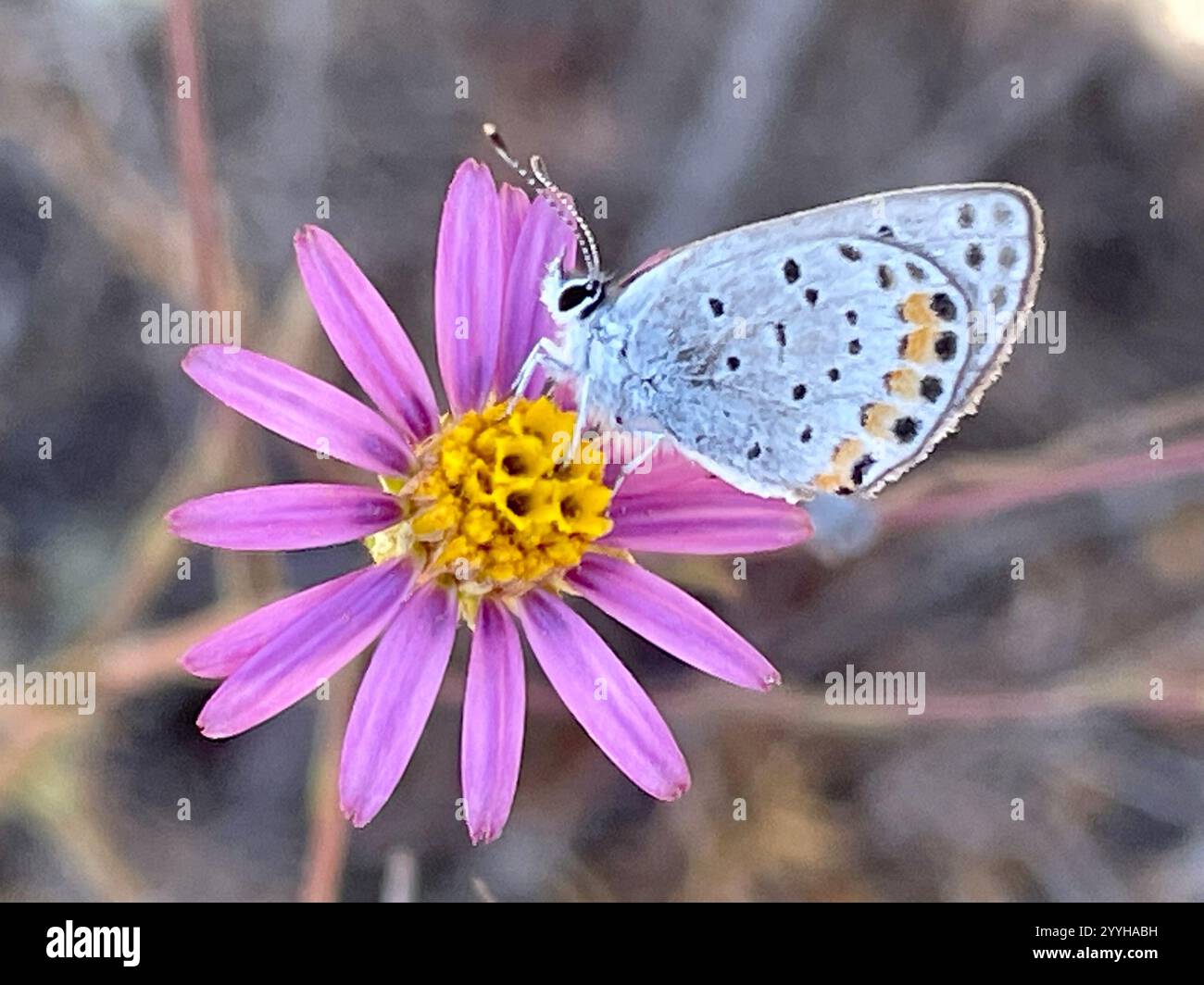 California Aster (Corethrogyne filaginifolia Stock Photo - Alamy