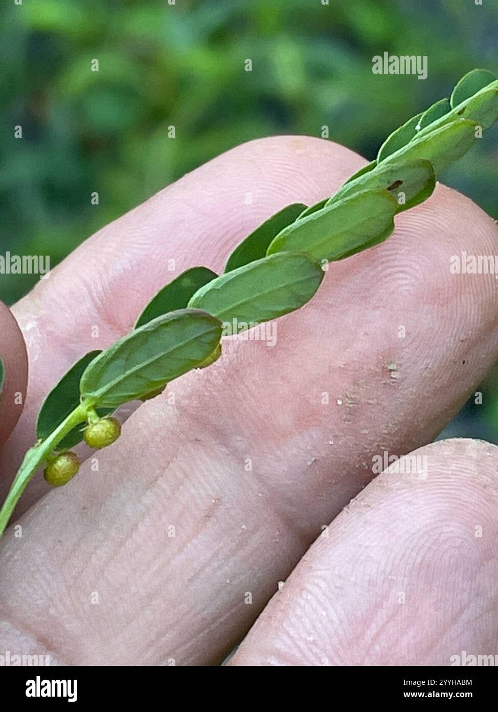 Chamberbitter (Phyllanthus urinaria Stock Photo - Alamy
