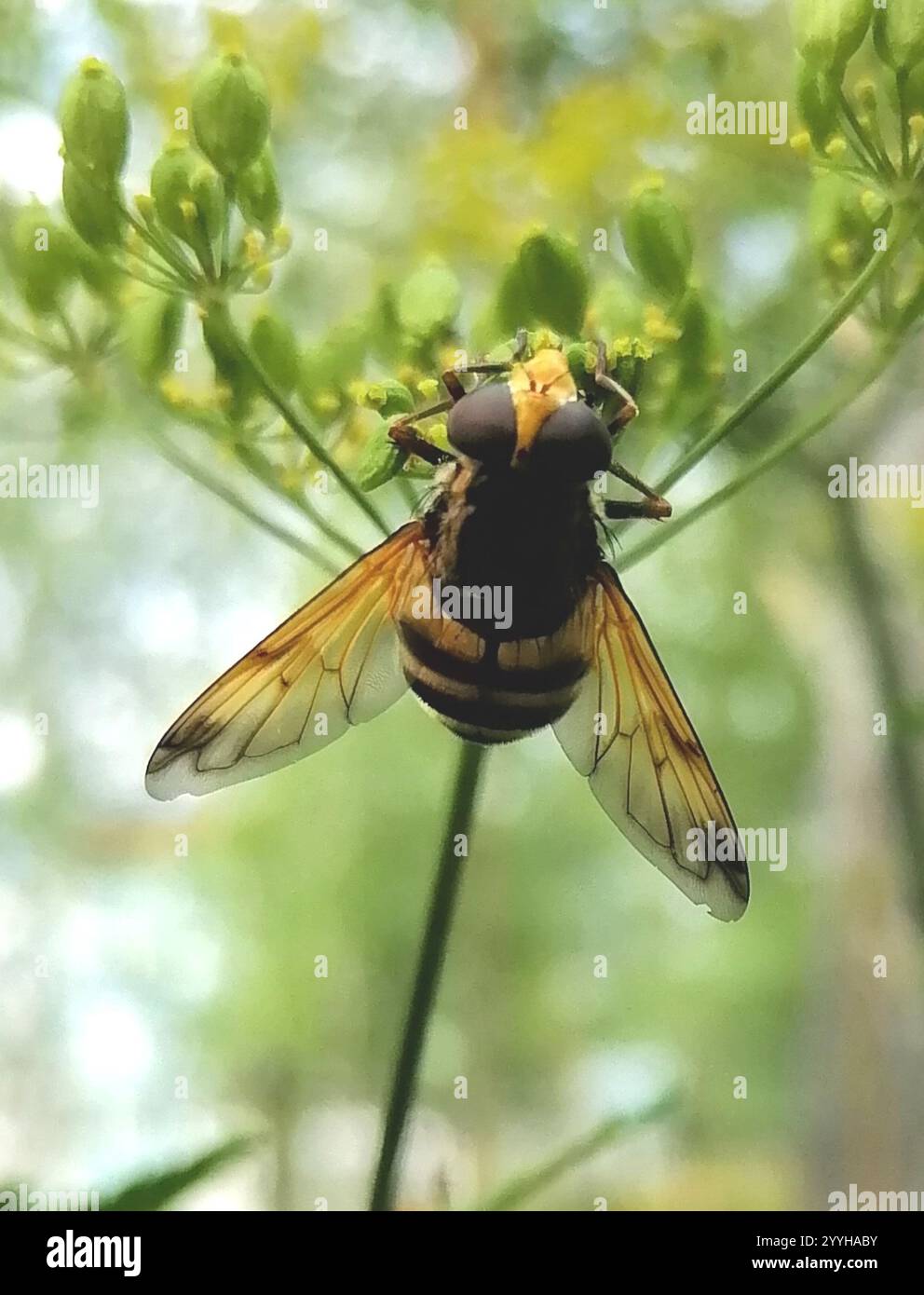 Lesser Hornet Hoverfly (Volucella inanis Stock Photo - Alamy