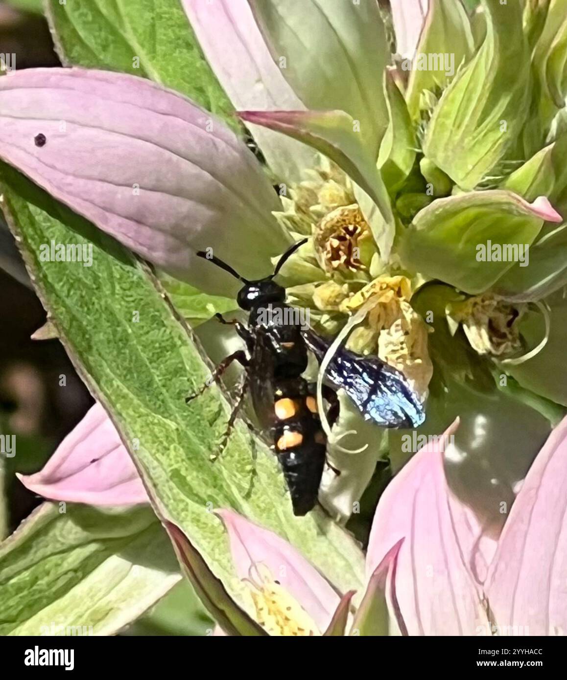 Large Four-spotted Scoliid Wasp (Pygodasis quadrimaculata Stock Photo ...