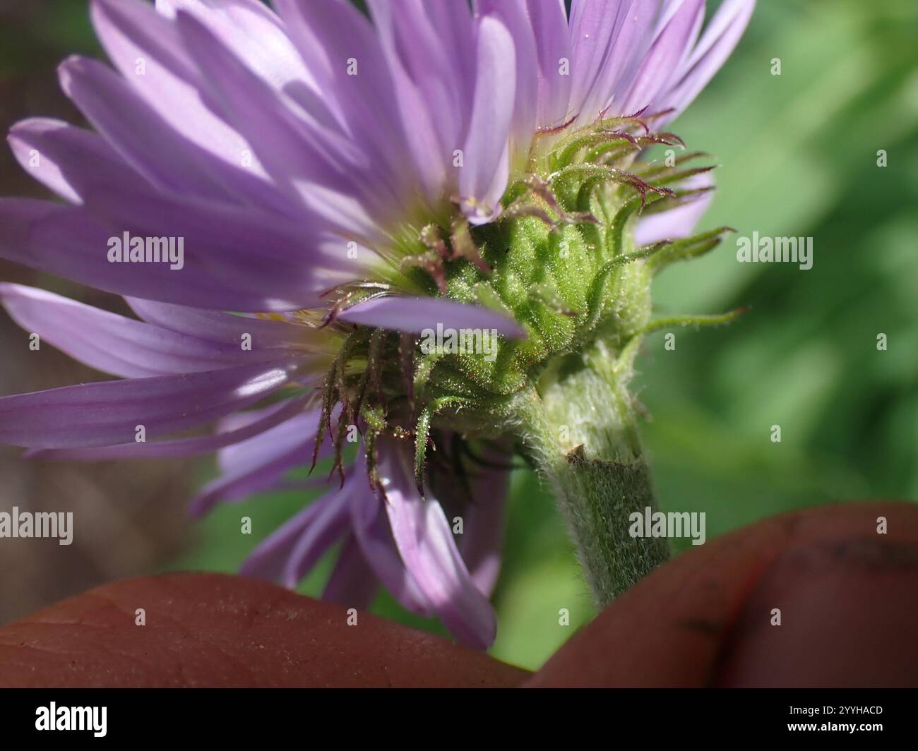 Subalpine Fleabane (Erigeron glacialis Stock Photo - Alamy