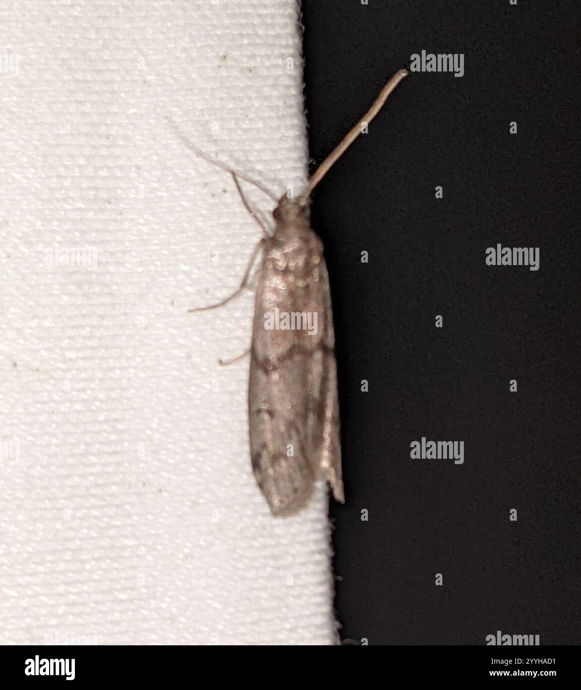 Beehive Honey Moth (Vitula serratilineella Stock Photo - Alamy