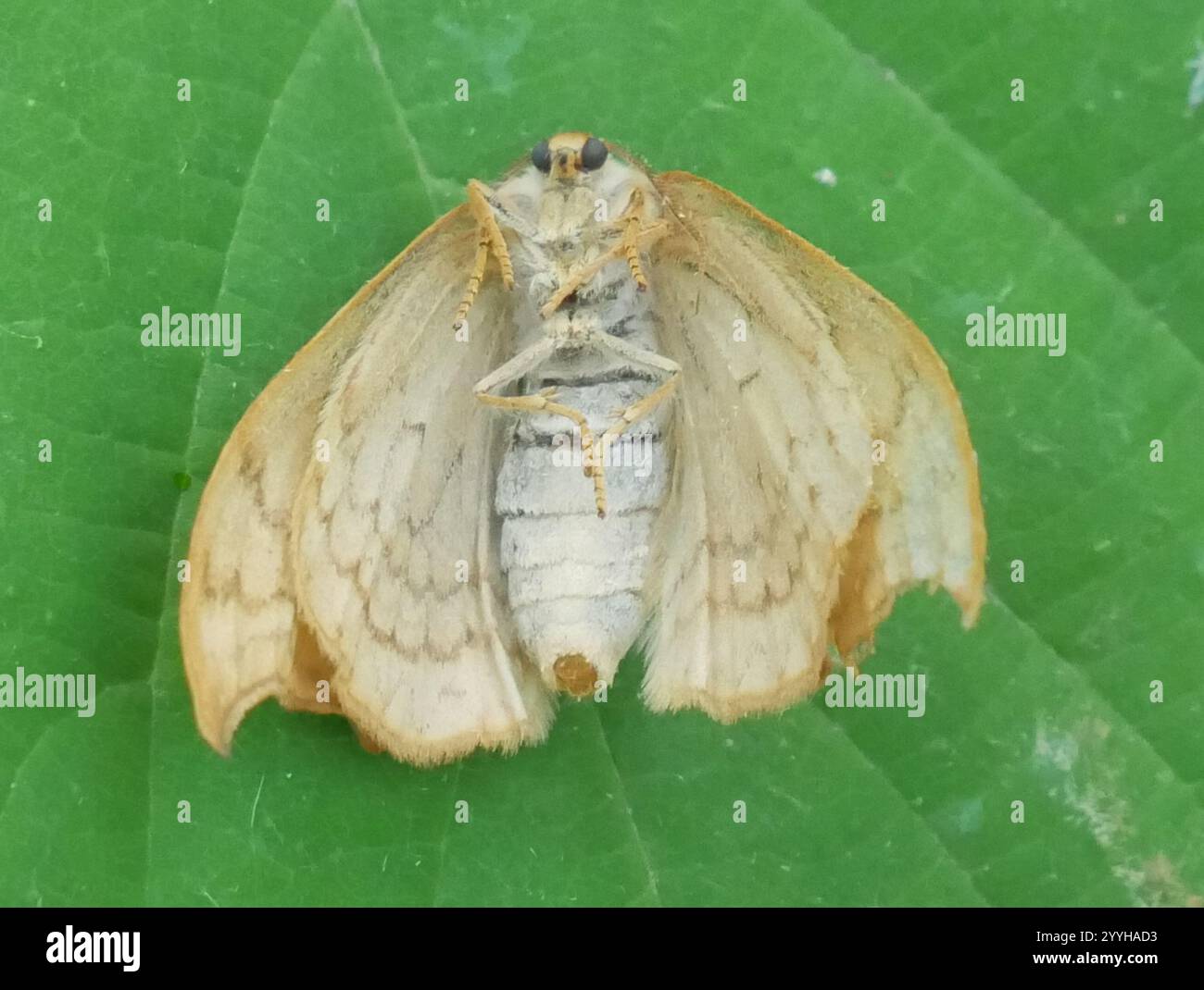 Pebble Hook-tip (Drepana falcataria Stock Photo - Alamy