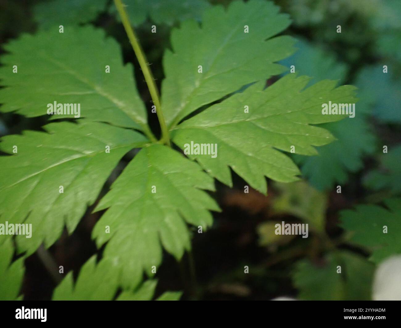 Five-leaf Dwarf Bramble (Rubus pedatus Stock Photo - Alamy