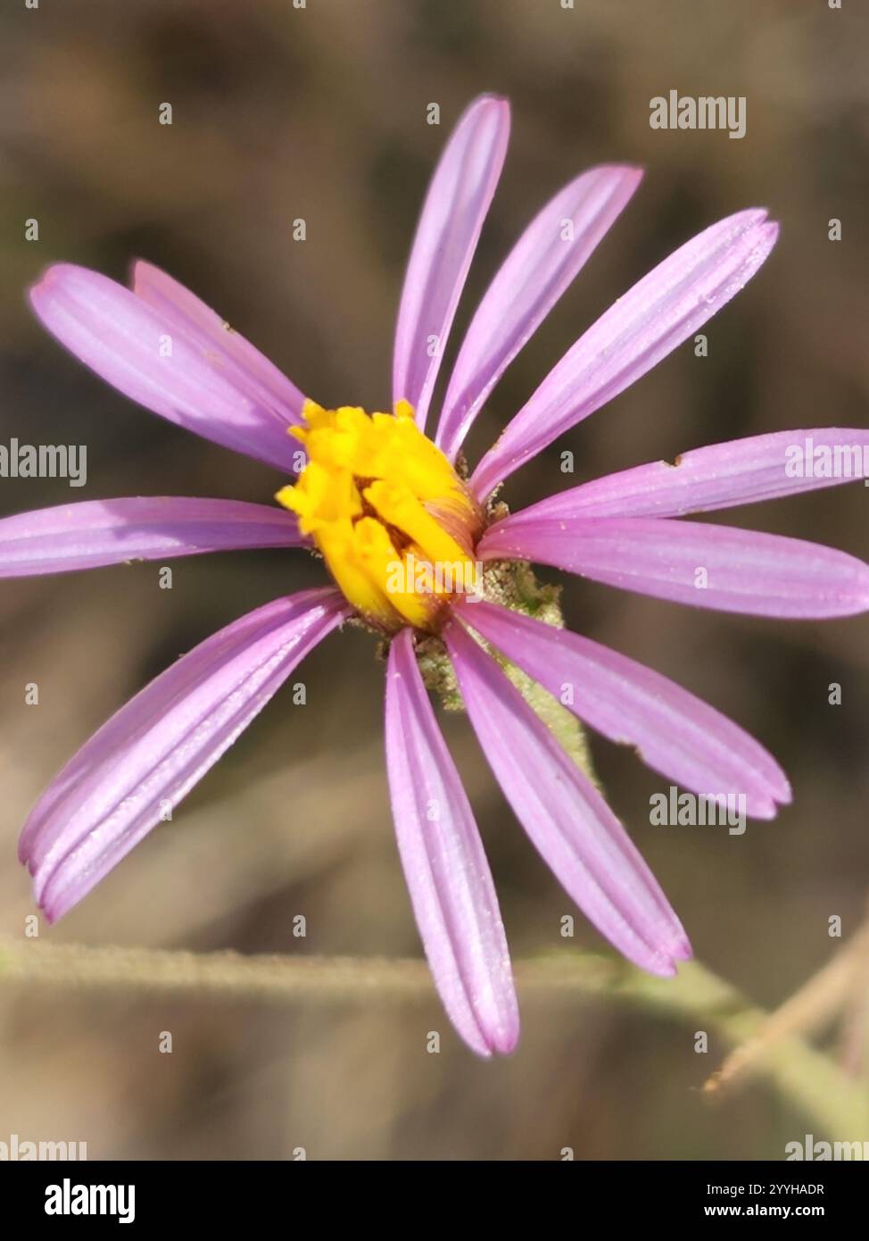 California Aster (Corethrogyne filaginifolia Stock Photo - Alamy