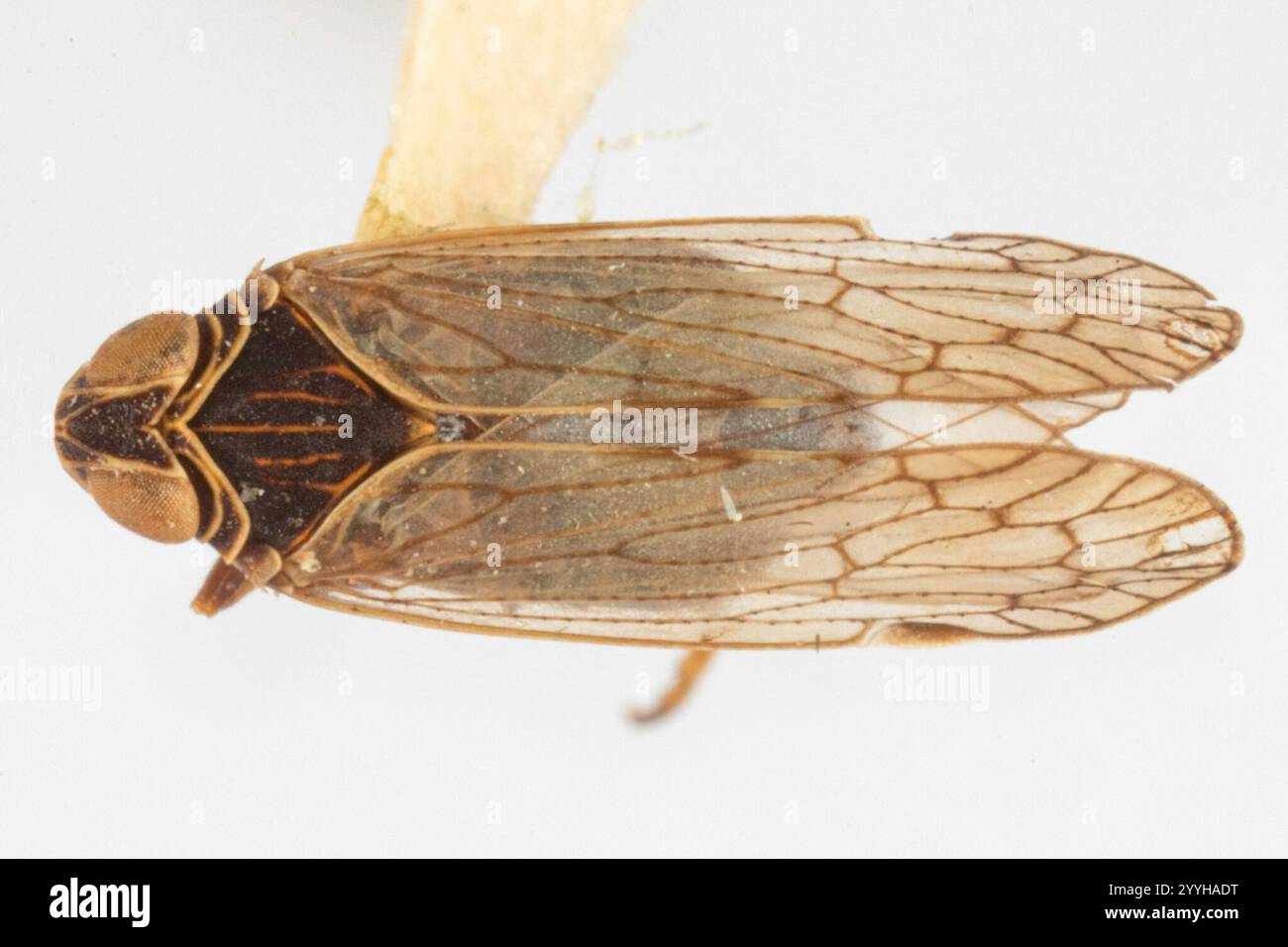 Melanoliarus hi-res stock photography and images - Alamy