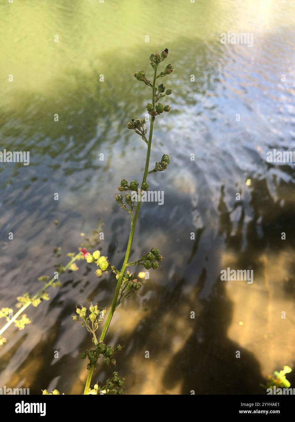 Water Figwort (Scrophularia auriculata Stock Photo - Alamy