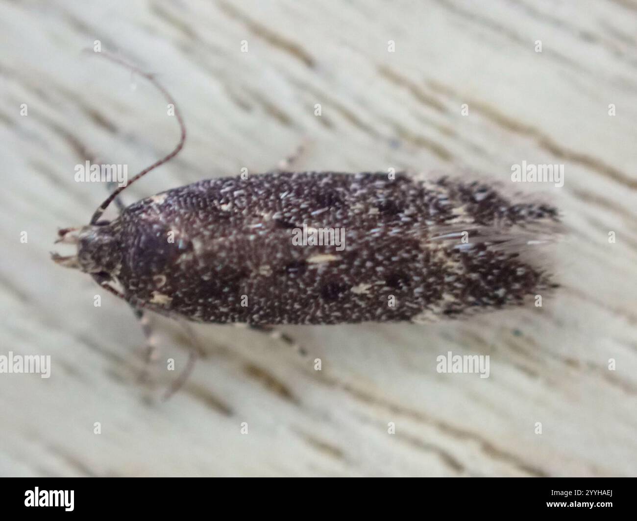 Dark Groundling (Bryotropha affinis Stock Photo - Alamy