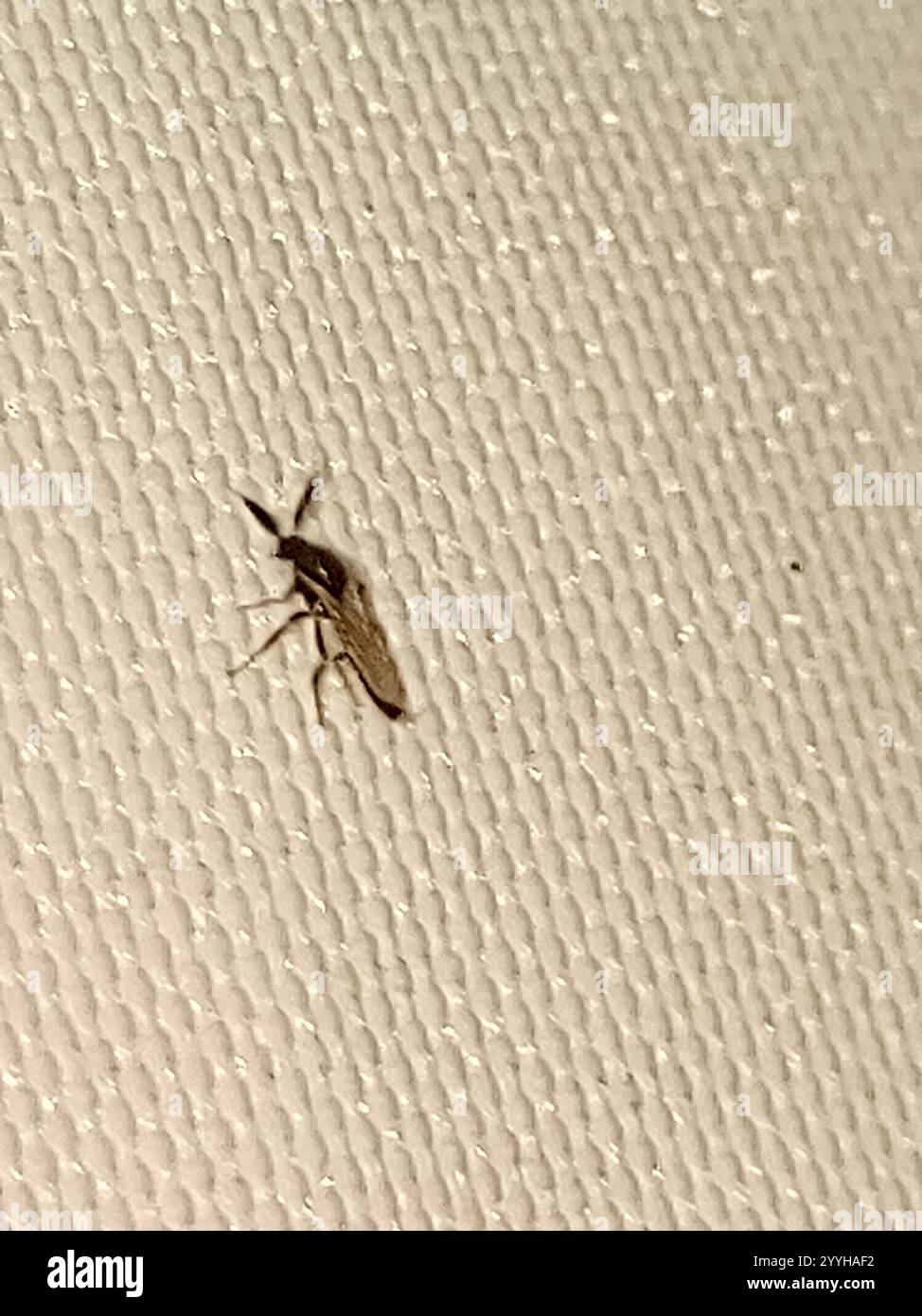 Biting Midges (Ceratopogonidae Stock Photo - Alamy