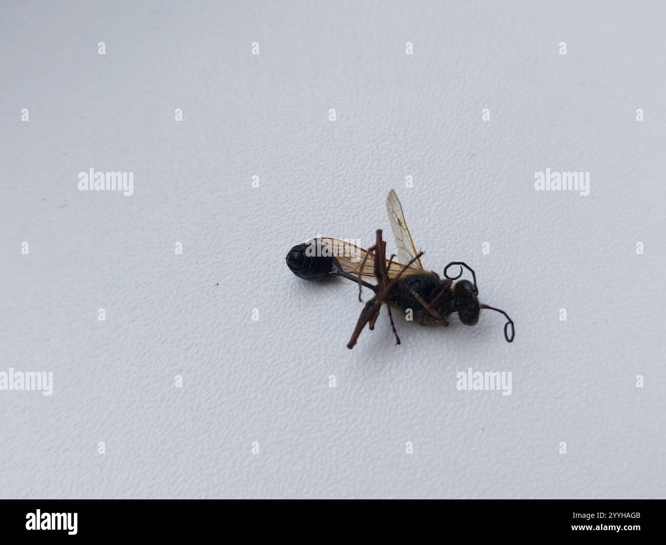 Asian mud dauber wasp hi-res stock photography and images - Alamy
