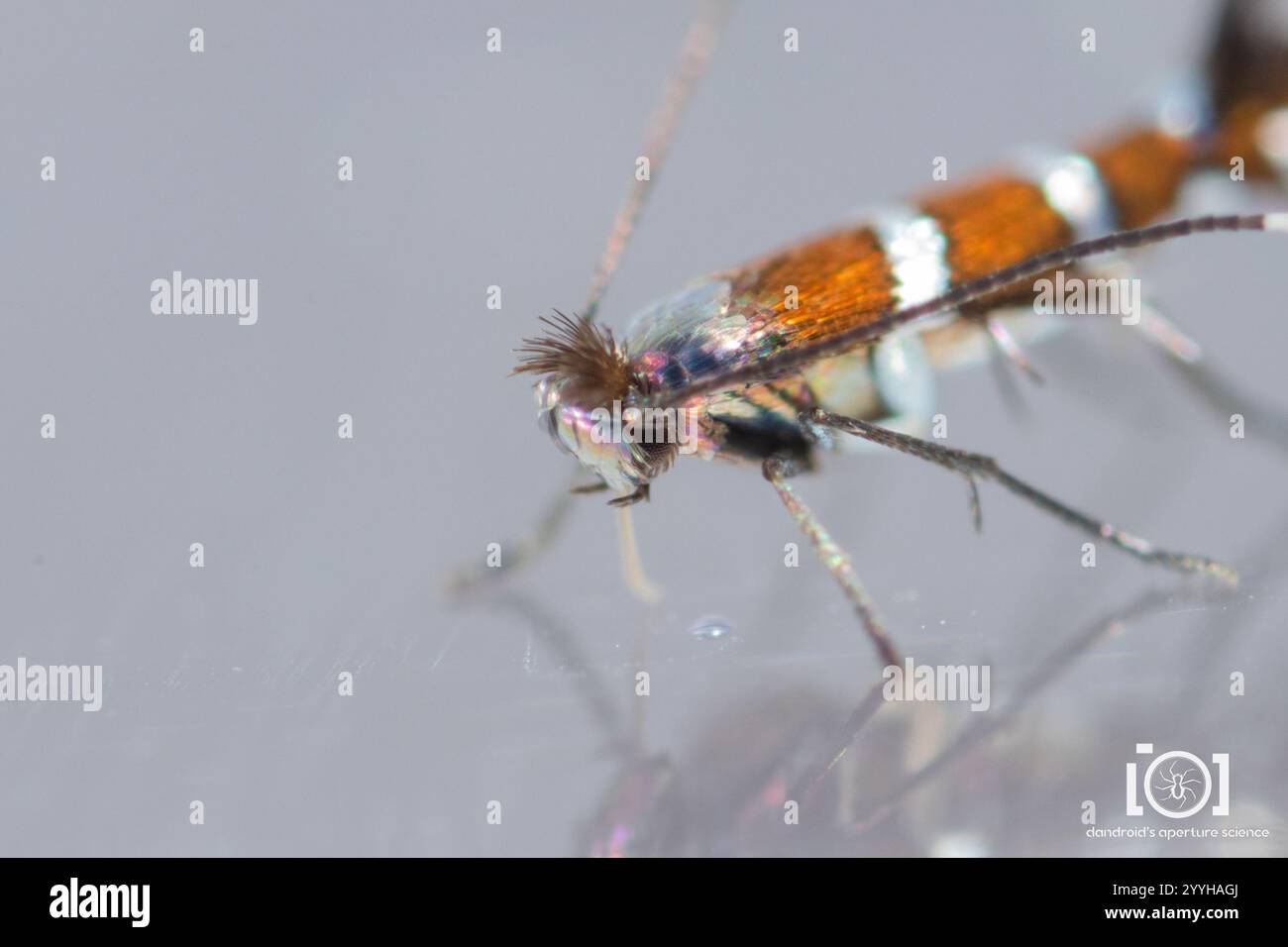 Tentiform Bean Leafminer (Porphyrosela desmodiella Stock Photo - Alamy