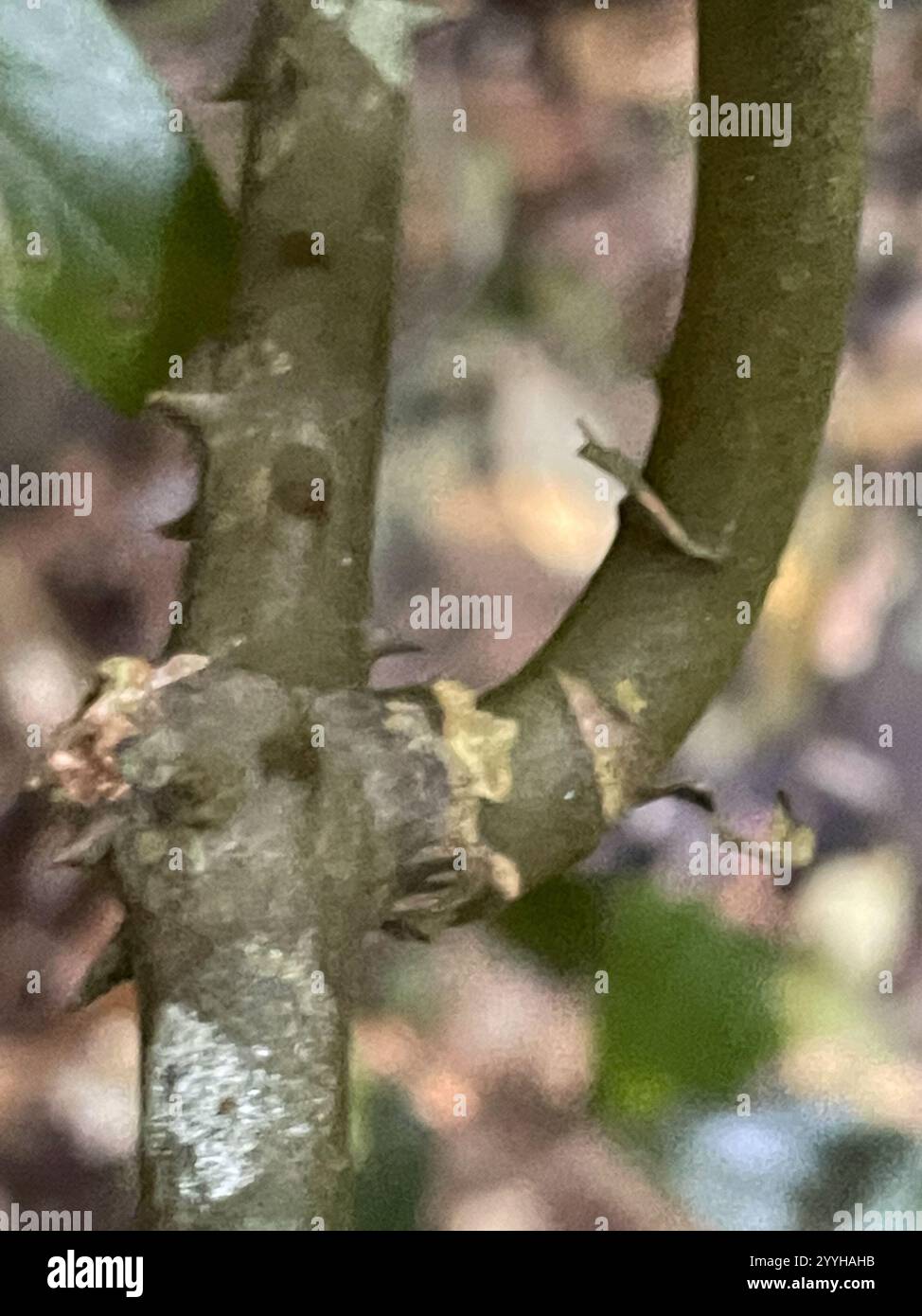 White Supplejack (Ripogonum album Stock Photo - Alamy