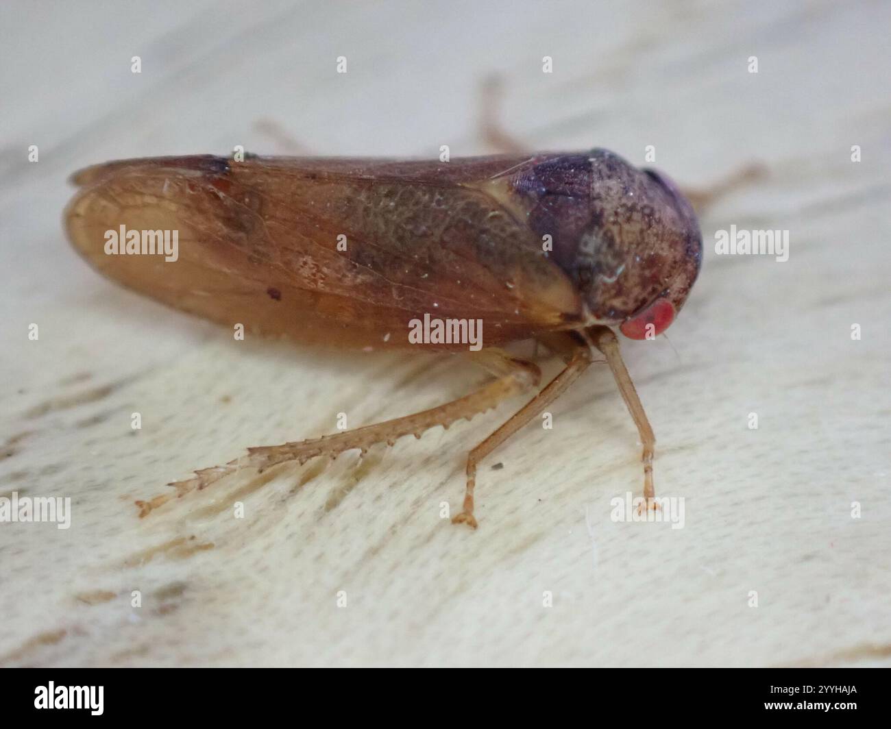oak leafhopper (Iassus lanio Stock Photo - Alamy