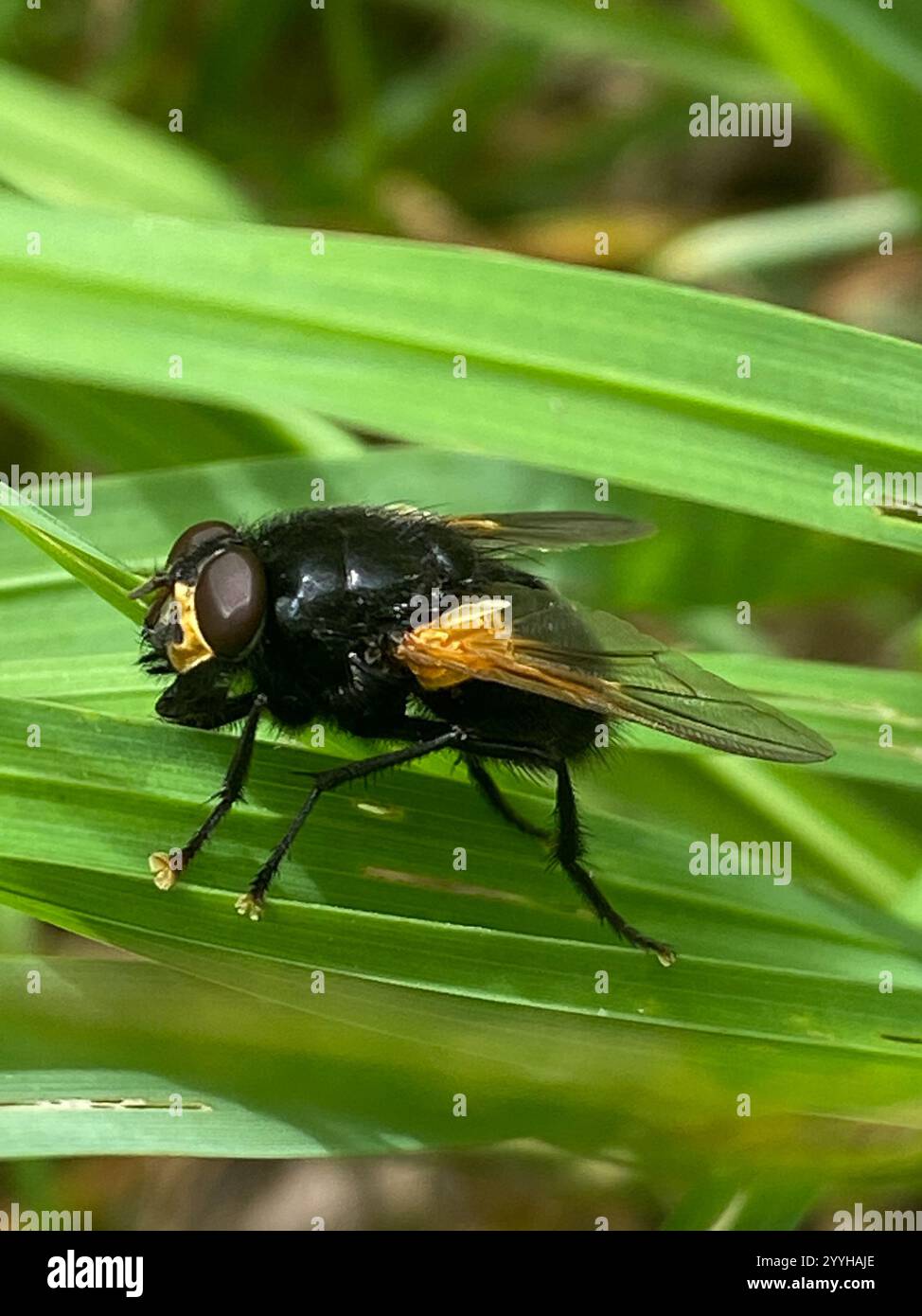 Noon Fly (Mesembrina meridiana Stock Photo - Alamy