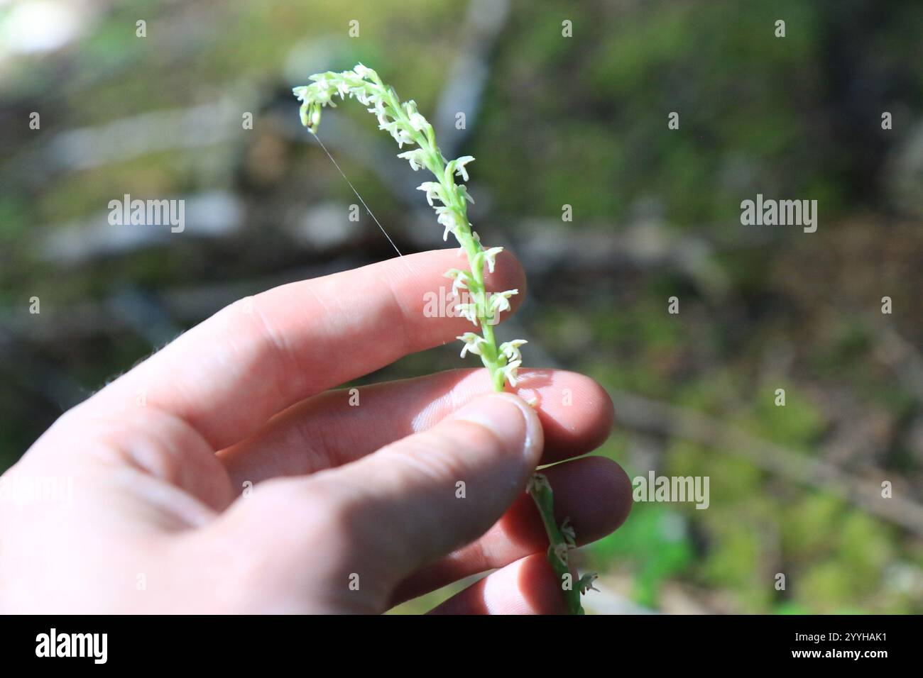 Whiteflower Rein Orchid (Platanthera ephemerantha Stock Photo - Alamy