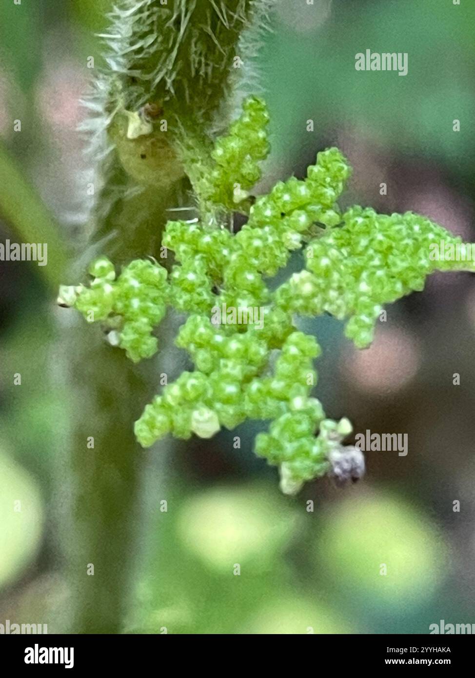 wood nettle (Laportea canadensis Stock Photo - Alamy