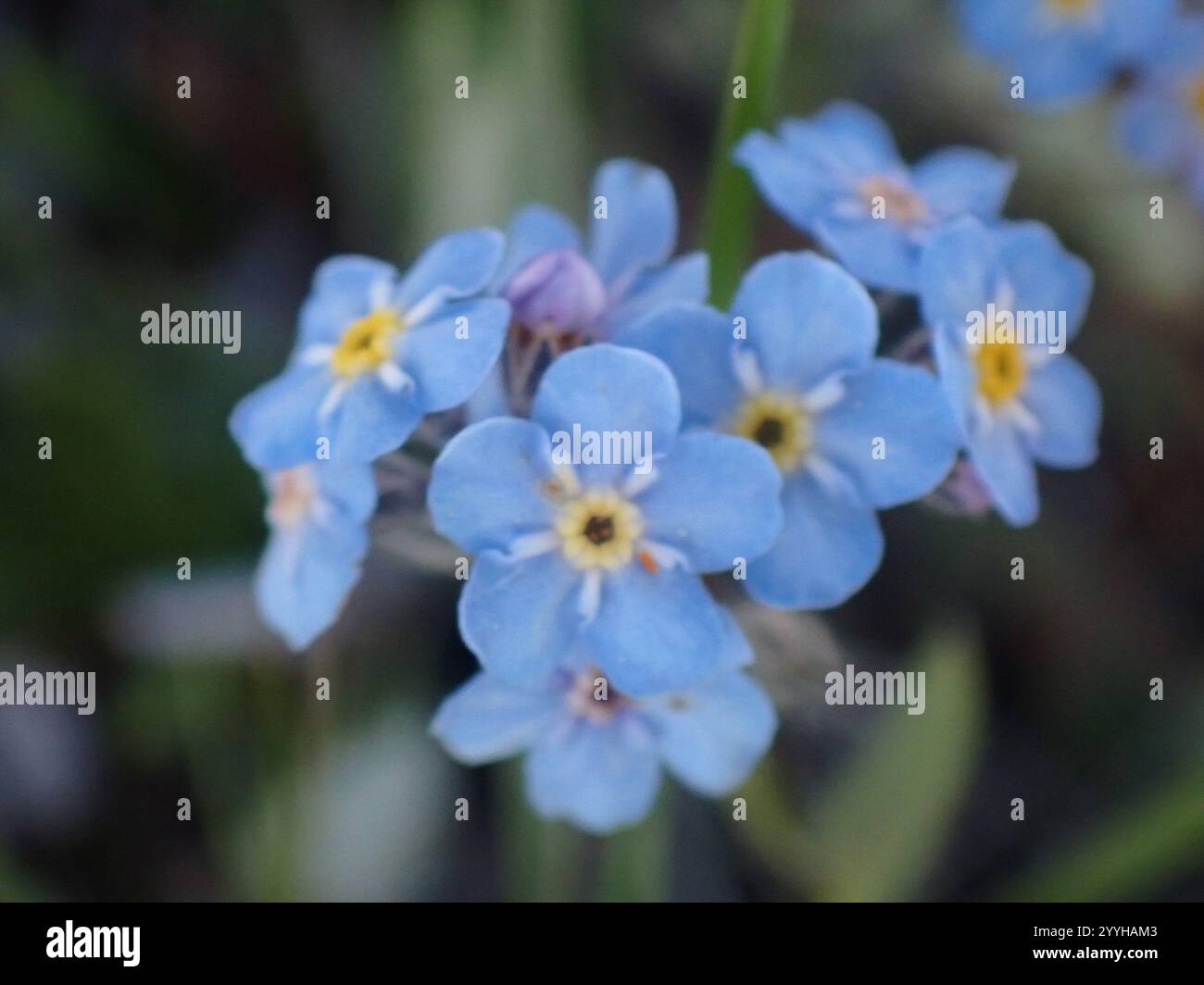 mountain forget-me-not (Myosotis asiatica Stock Photo - Alamy