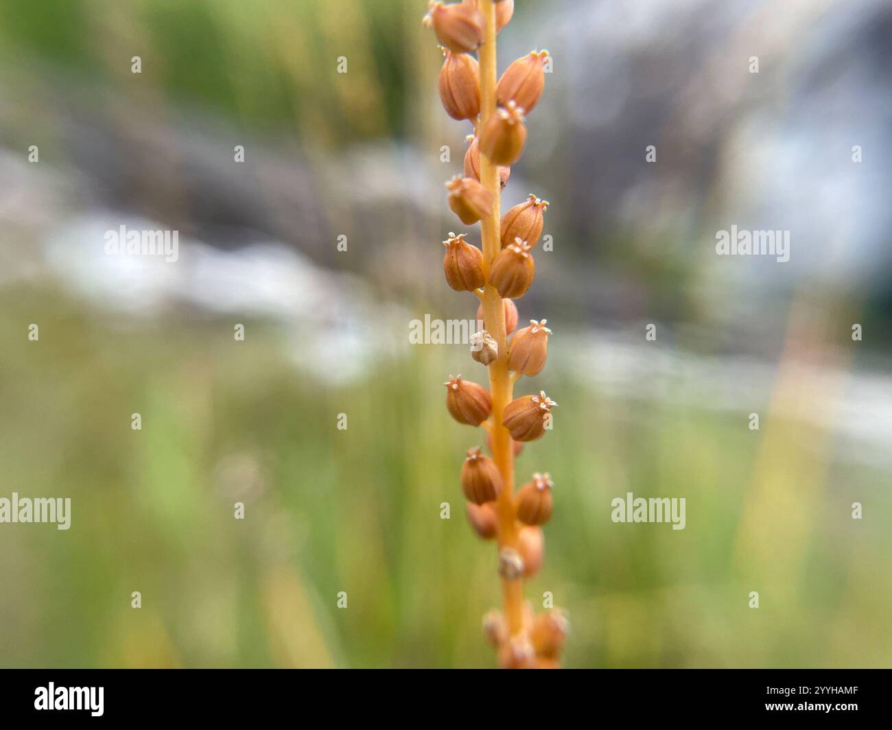 common arrowgrass (Triglochin maritima Stock Photo - Alamy