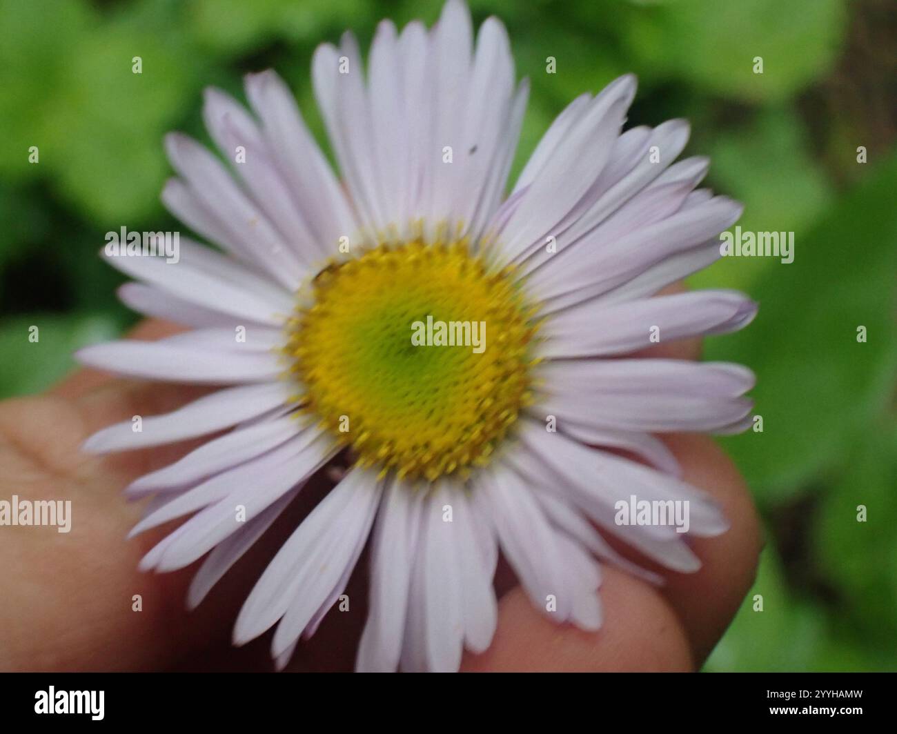 Subalpine Fleabane (Erigeron glacialis Stock Photo - Alamy