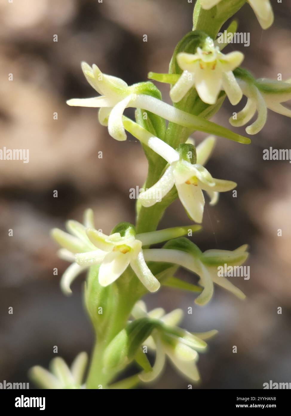 Flat Spurred Piperia (Platanthera transversa Stock Photo - Alamy
