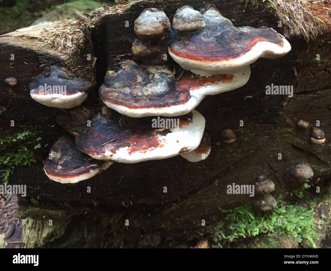 Northern Red Belt (Fomitopsis mounceae Stock Photo - Alamy