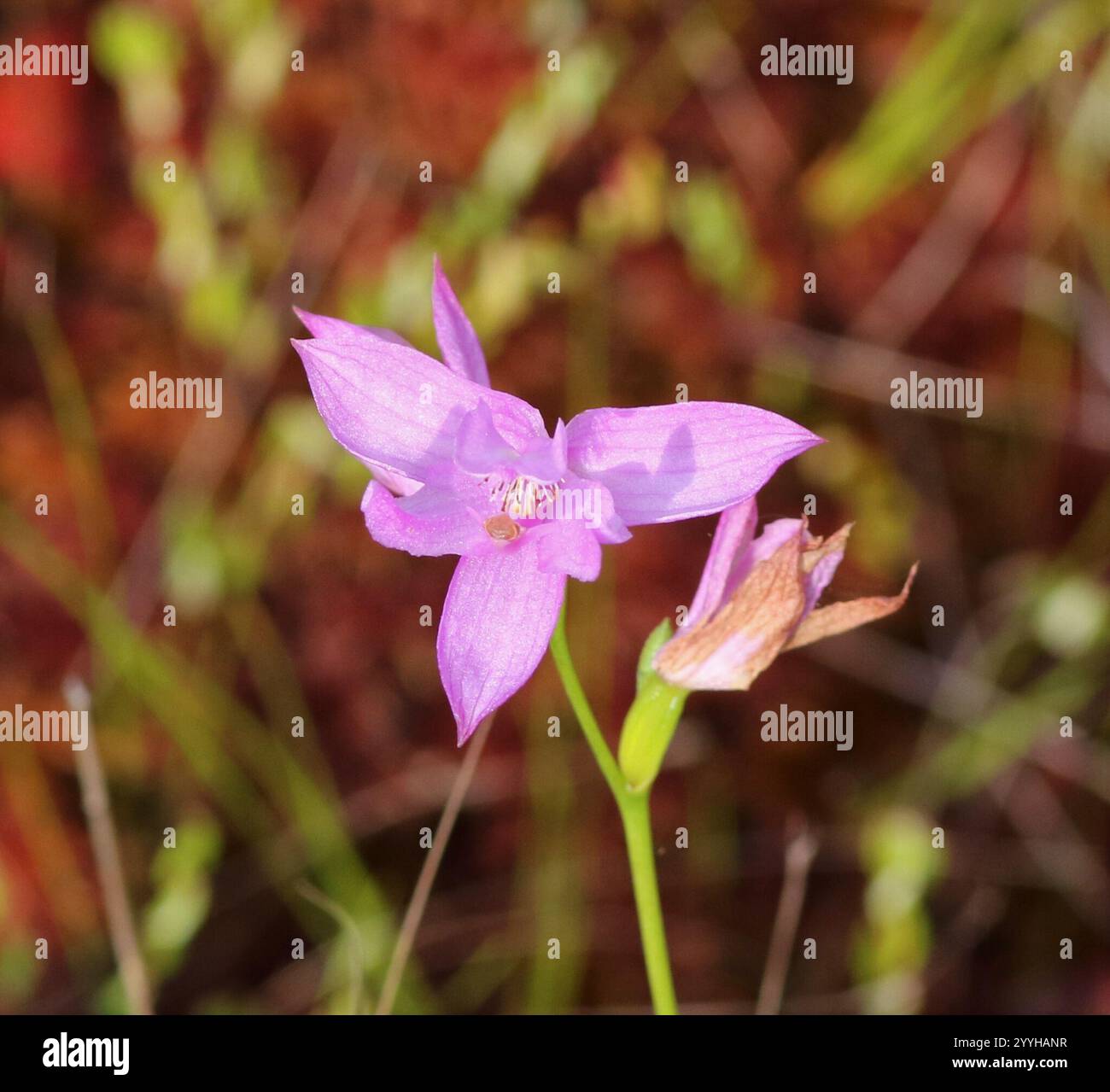 Tuberous Grasspink (Calopogon tuberosus Stock Photo - Alamy