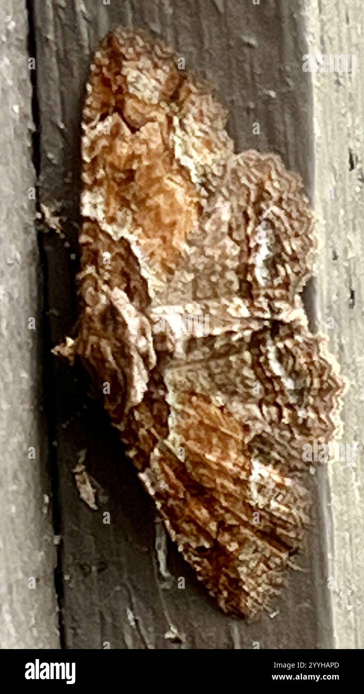 Colorful Zale Moth (Zale minerea Stock Photo - Alamy