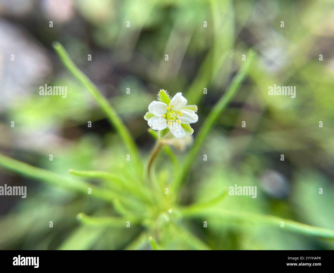 Corn spurrey (Spergula arvensis Stock Photo - Alamy