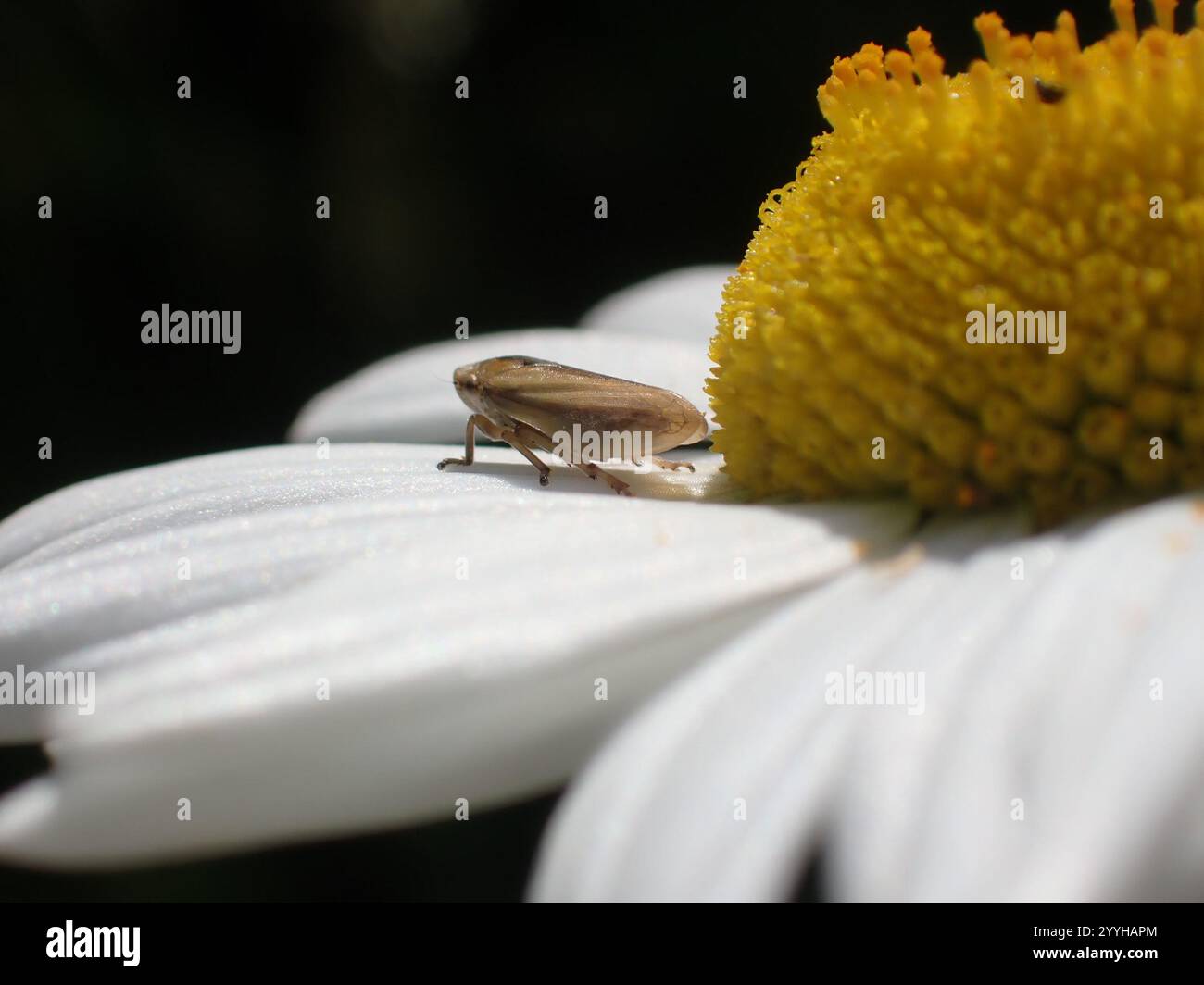 Meadow Spittlebug (Philaenus spumarius Stock Photo - Alamy