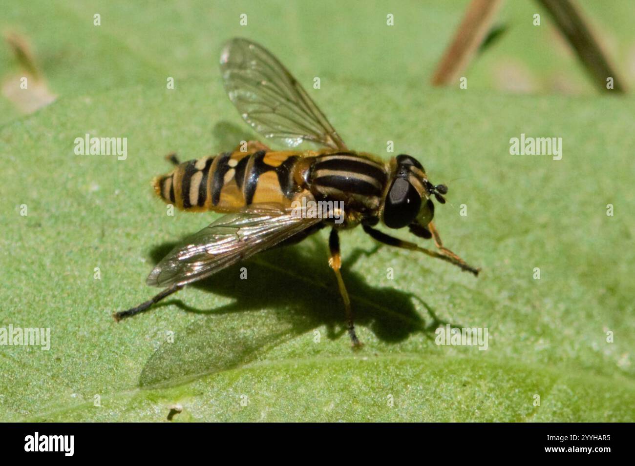 Sun Fly (Helophilus pendulus Stock Photo - Alamy