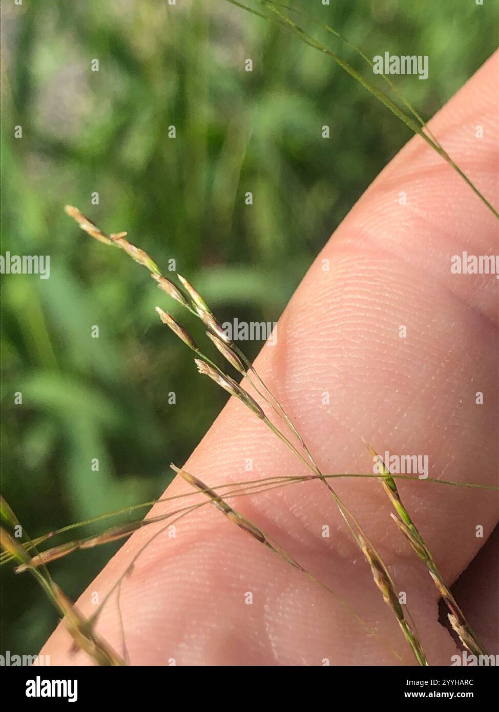 tufted hair grass (Deschampsia cespitosa Stock Photo - Alamy