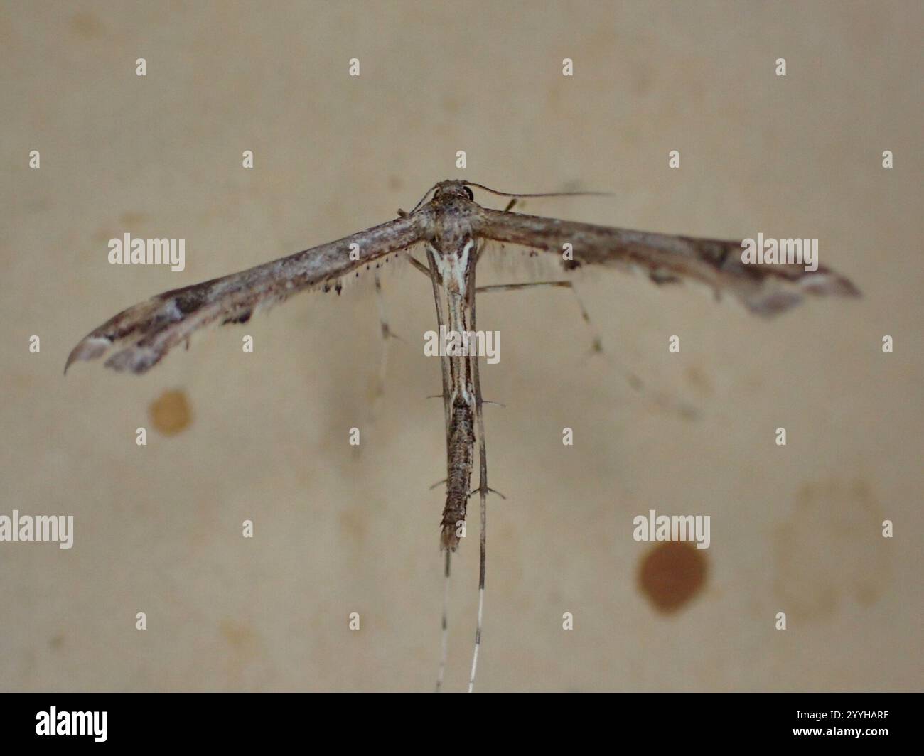 Beautiful Plume Moth (Amblyptilia acanthadactyla Stock Photo - Alamy