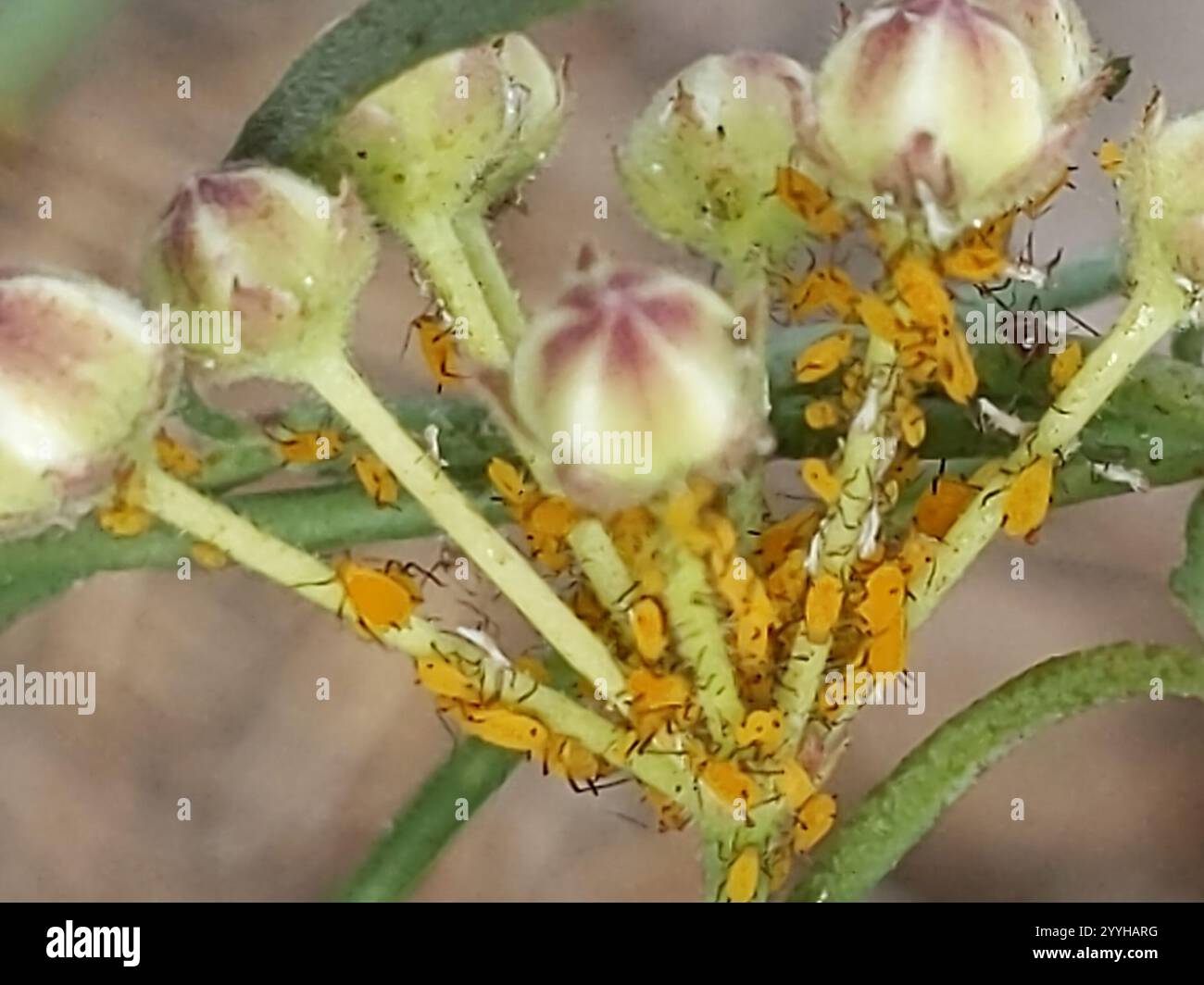 Oleander Aphid (Aphis nerii Stock Photo - Alamy