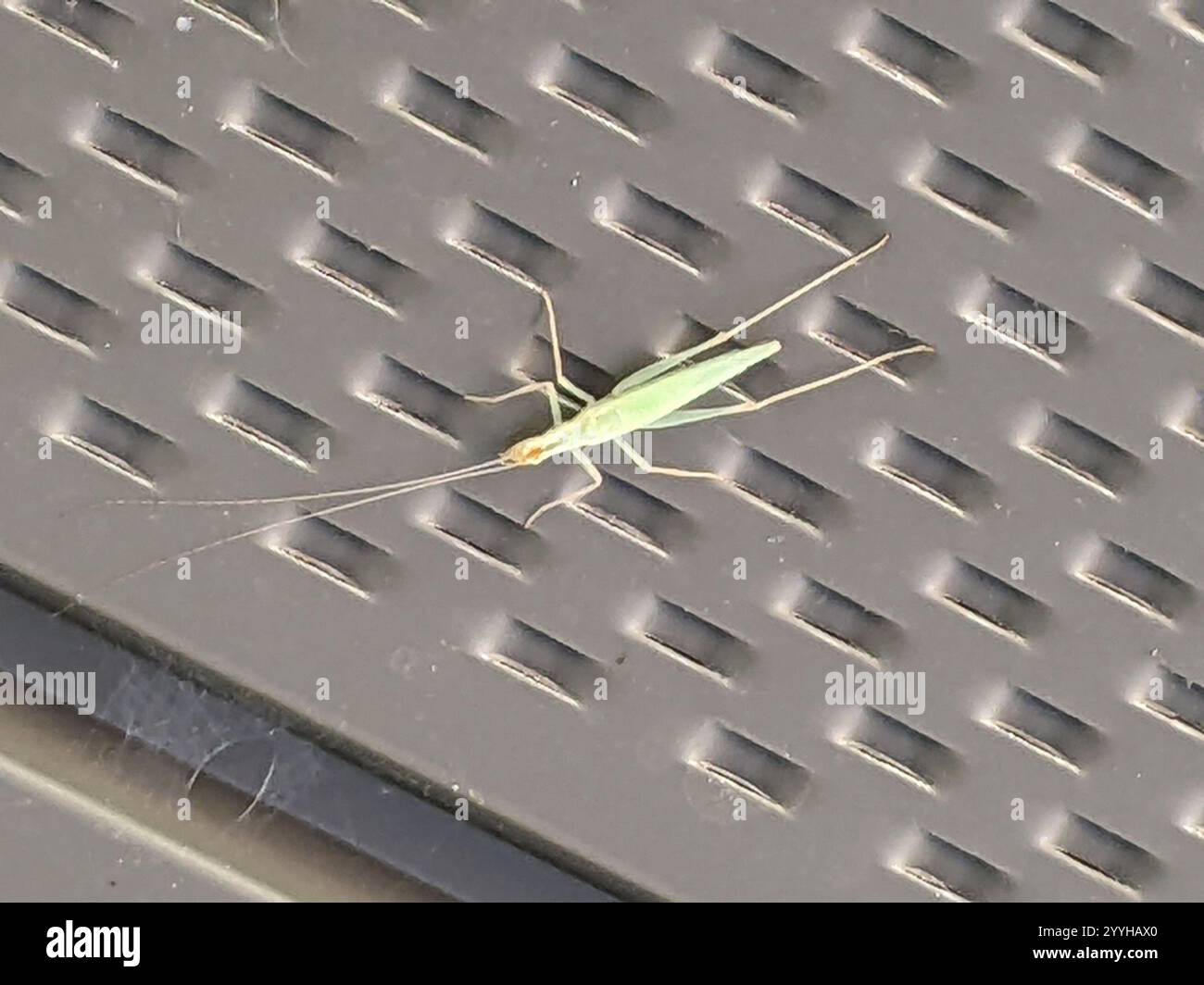 Common Tree Crickets (Oecanthus Stock Photo - Alamy