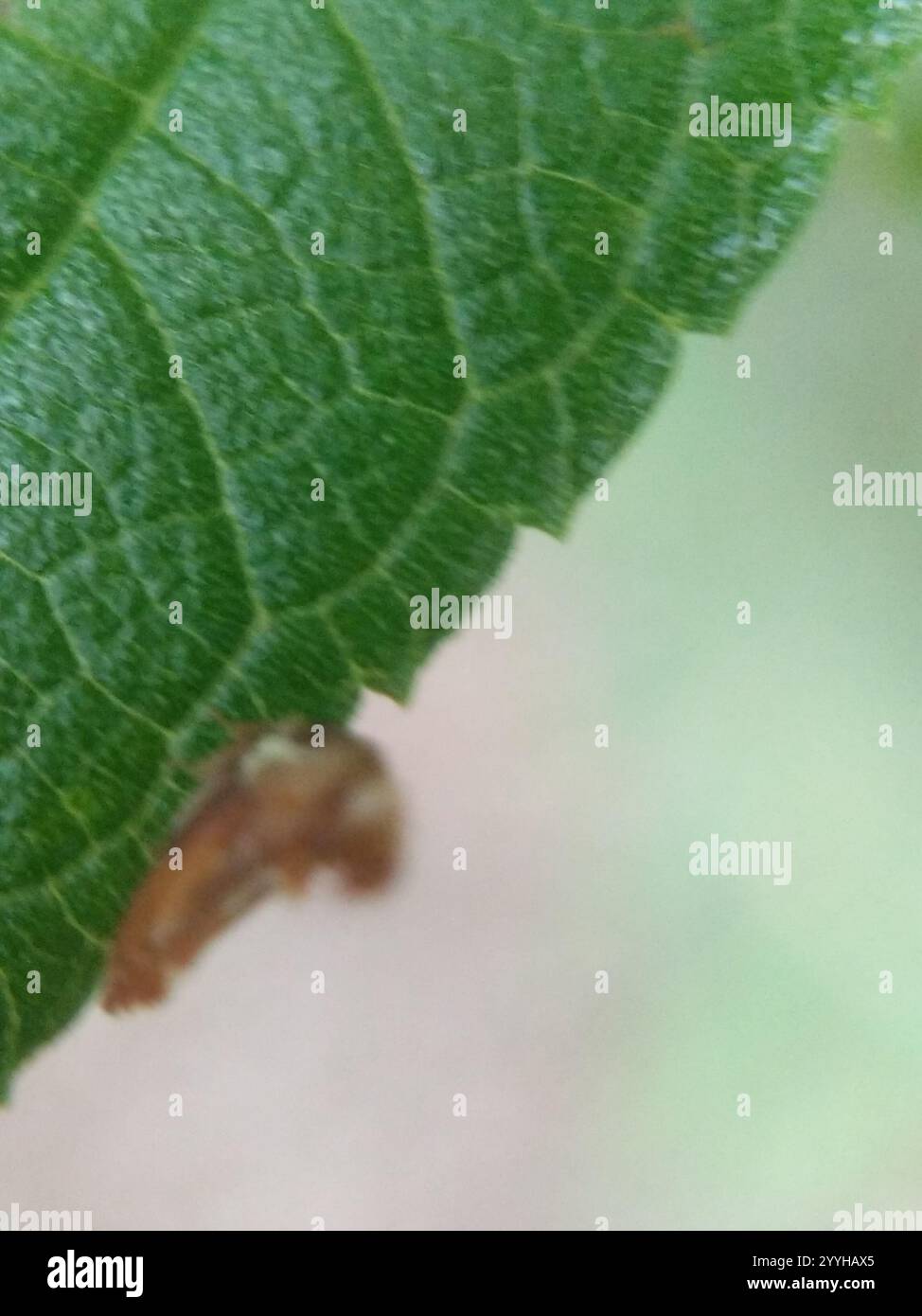 Keeled Treehopper (Entylia carinata Stock Photo - Alamy