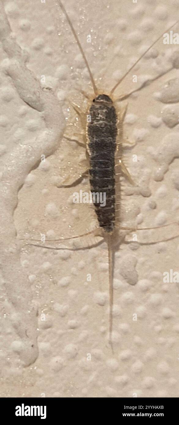 Long-tailed Silverfish (Ctenolepisma longicaudatum Stock Photo - Alamy