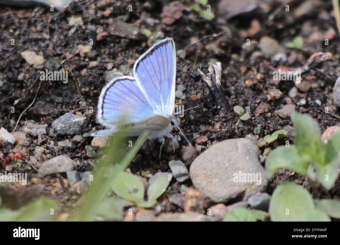 Blue Copper (Tharsalea heteronea Stock Photo - Alamy