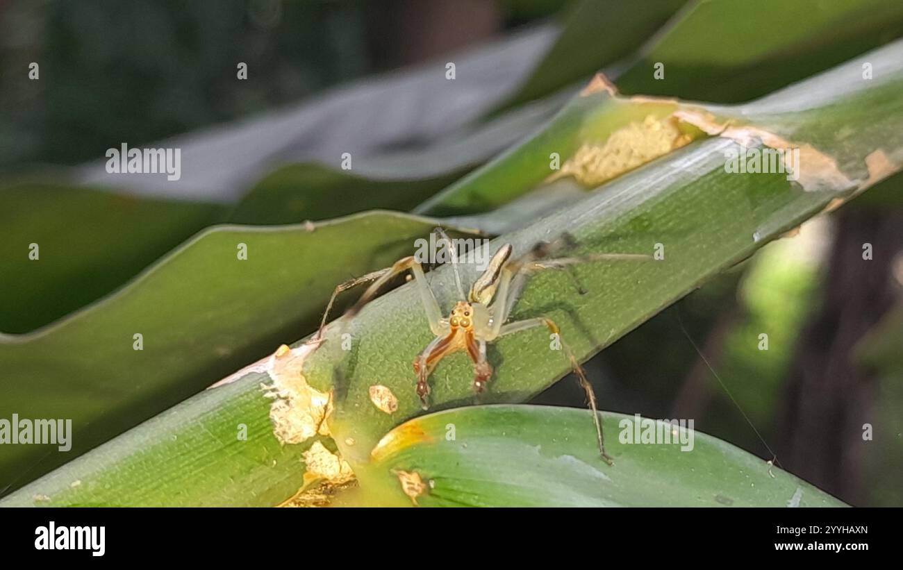 Translucent Green Jumping Spiders (Lyssomanes Stock Photo - Alamy